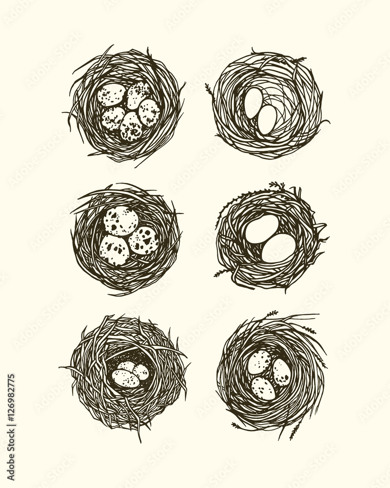 Hand drawn nests illustration Stock Vector | Adobe Stock