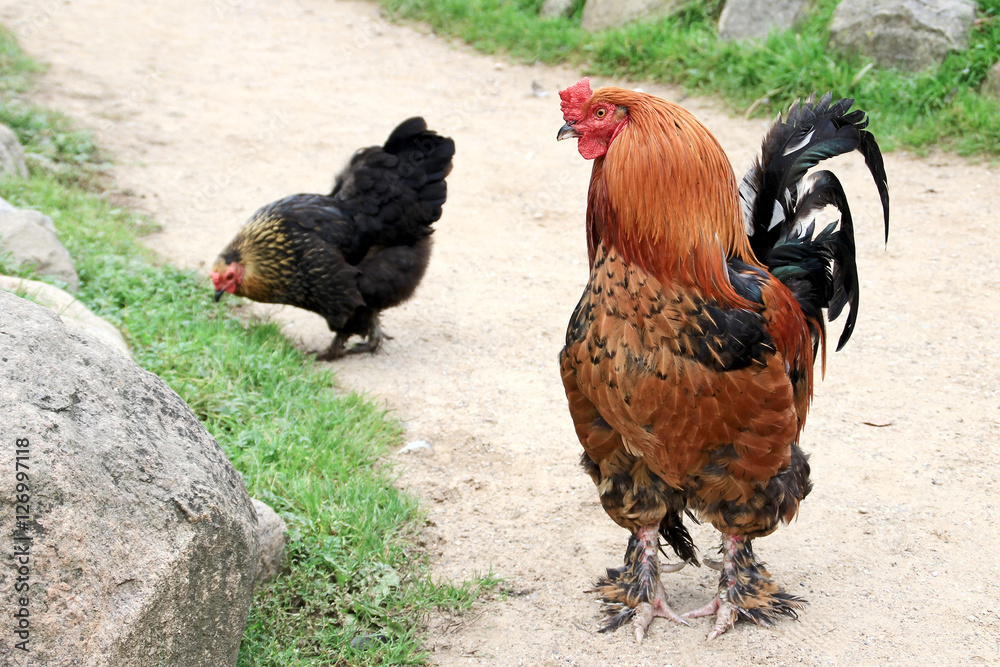 Rooster and him hen on the path Stock Photo | Adobe Stock
