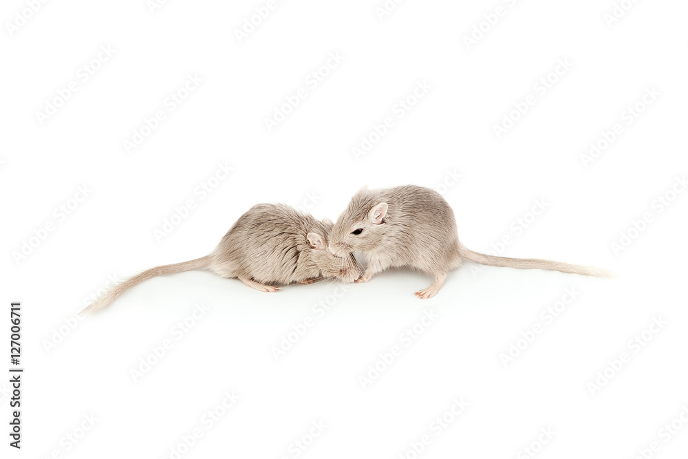gray mouse gerbil Stock Photo | Adobe Stock