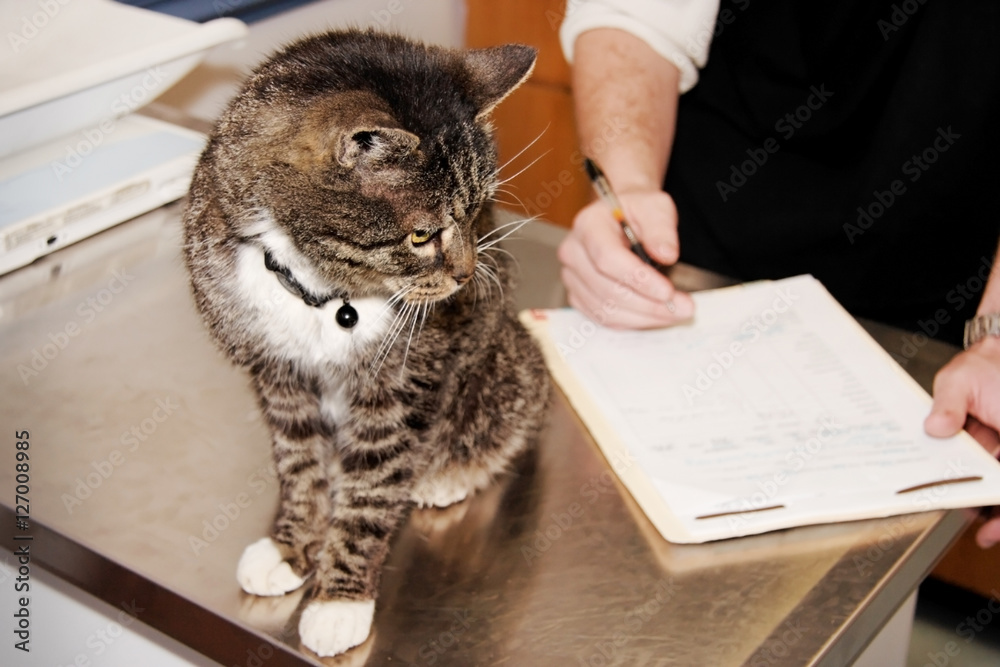 Cat at the vet appointment. Appears to be looking over his chart as the ...