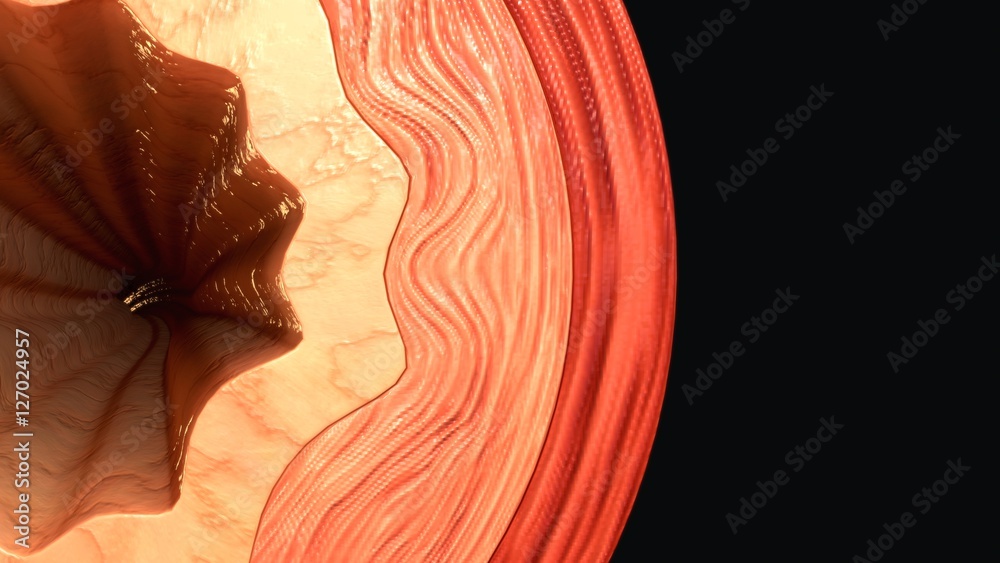 Vein Section Stock Photo | Adobe Stock