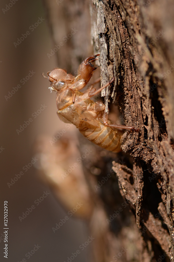 Cicada Slough most use in Chinese traditional medicine recipe. Stock ...