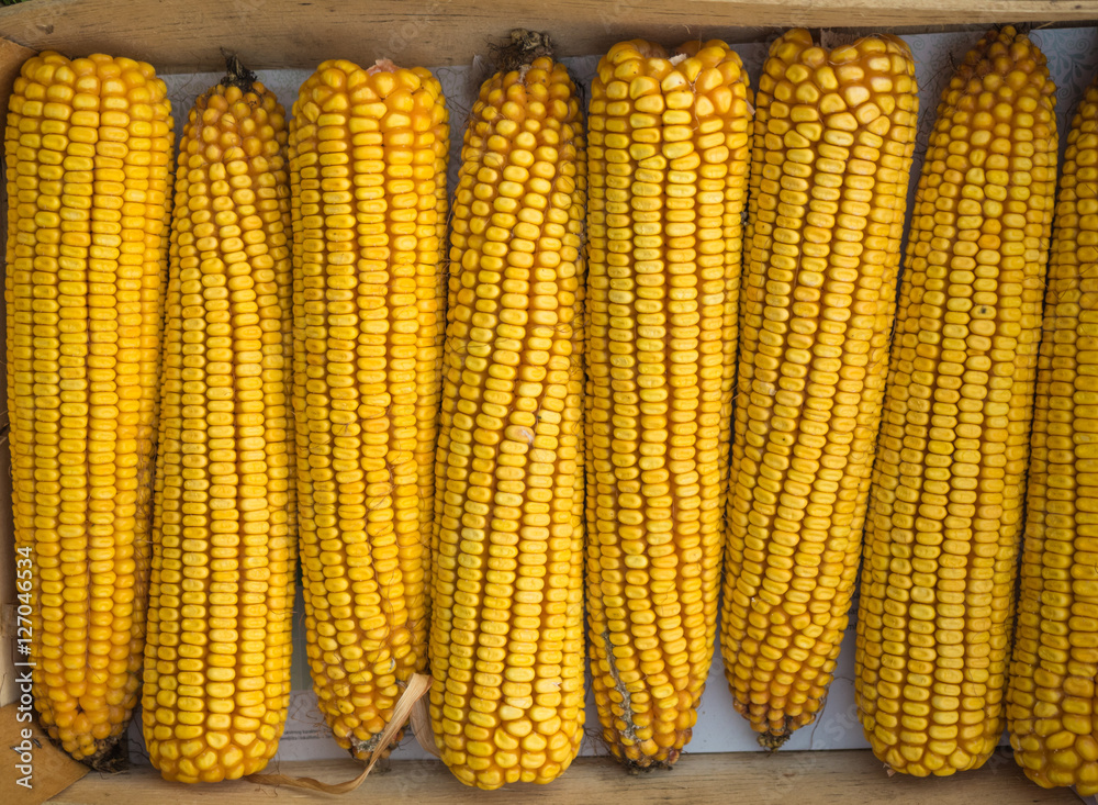 Background of the yellow maize on sale close up. Yellow maize pattern ...