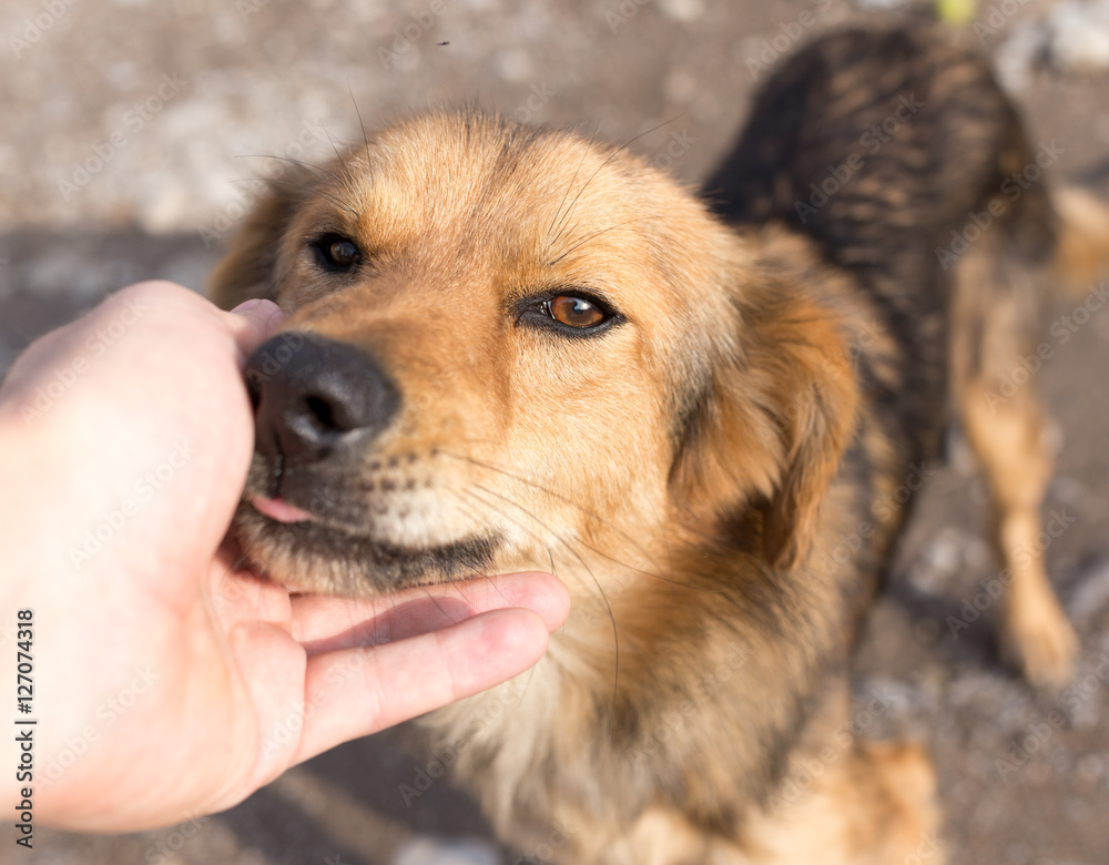 dog weasel hand on nature Stock Photo | Adobe Stock
