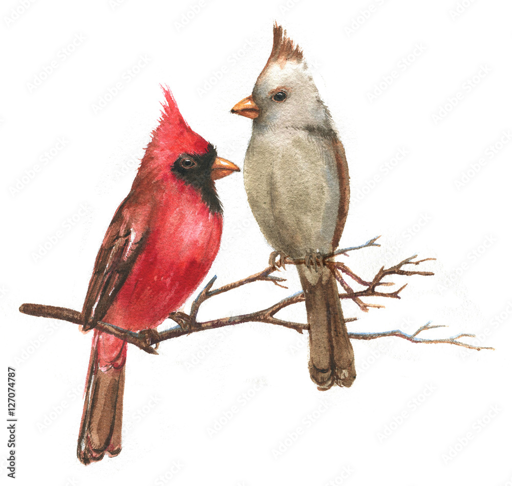 Northern Cardinal Drawing