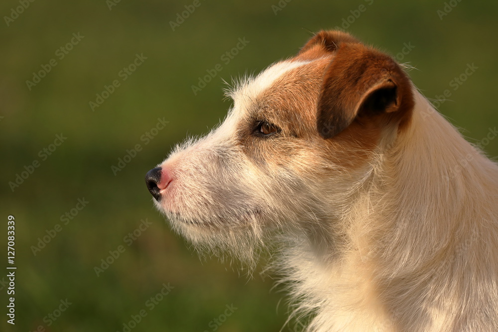 Jack Russell Parson Terrier Stock Photo | Adobe Stock