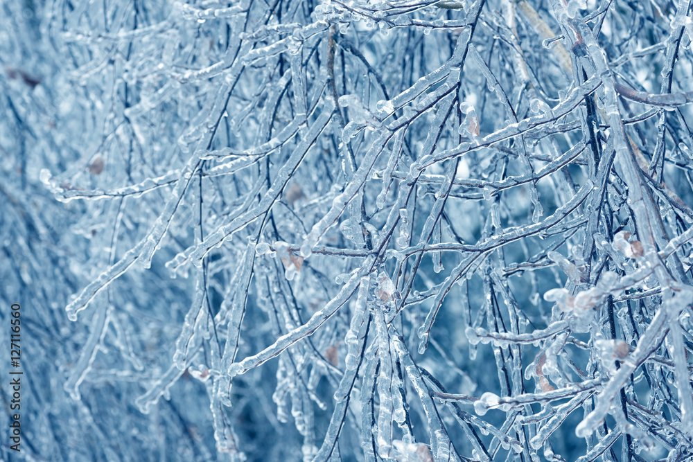 Ice Covered Tree Branches