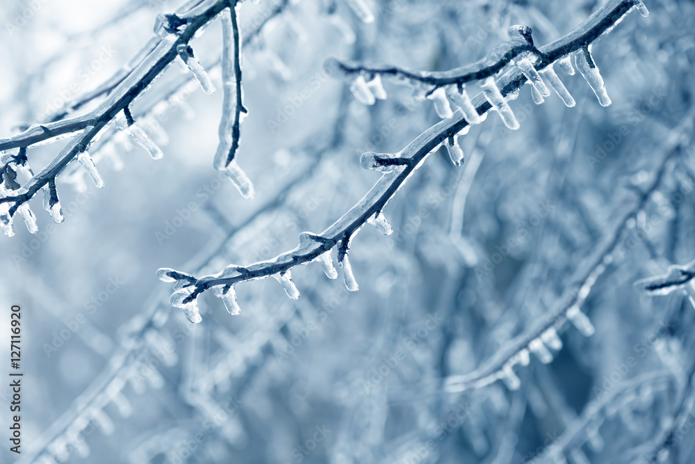 Frozen in the ice tree branches. Frozen tree branch in winter. Stock ...