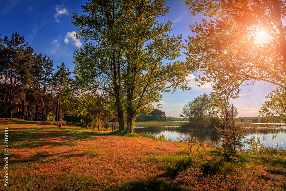 Beautiful Forest Sunset