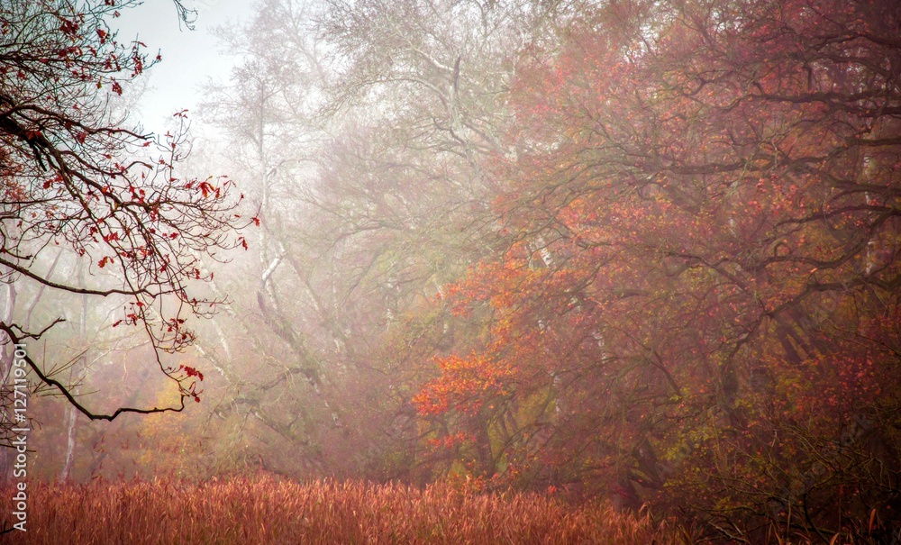 Autumn forest in fog Stock Photo | Adobe Stock