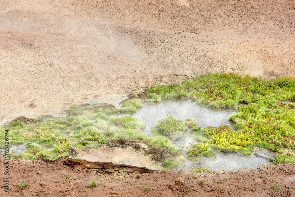 Geothermal grass plant growing in boiling water in Yellowstone Mud ...