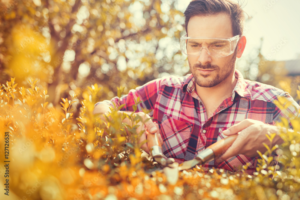 Hedge trimming,works in a garden Stock Photo | Adobe Stock