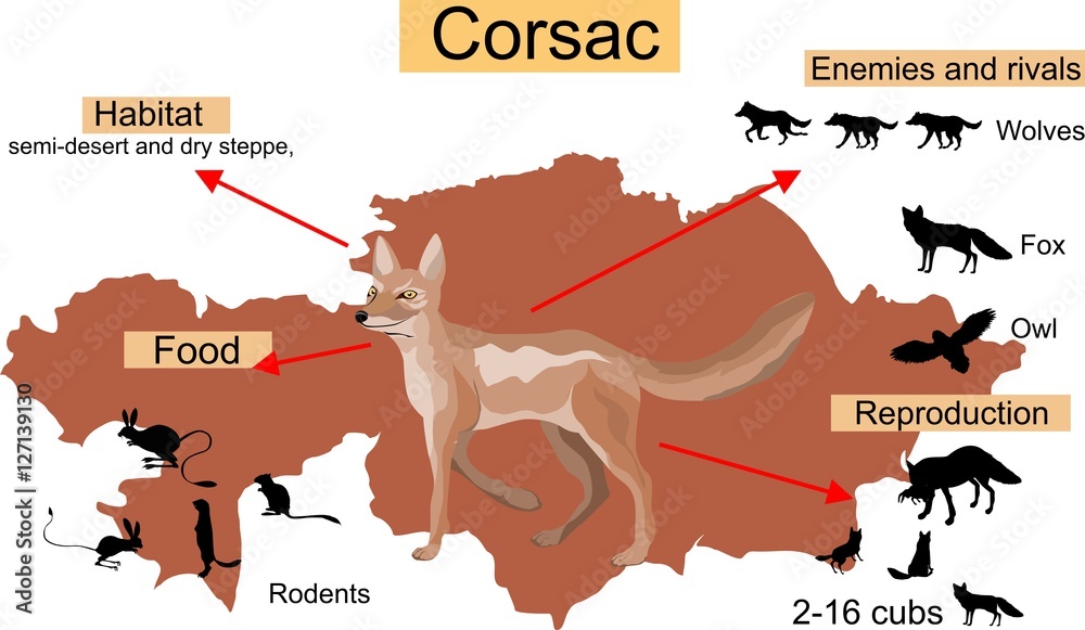 Infographic illustration about central asian fox corsac, map of ...