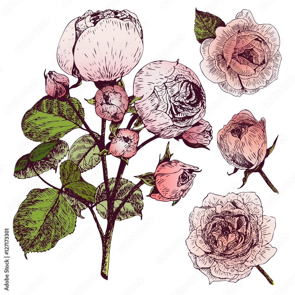 Vector hand drawn illustration of English roses. Vintage engraved style ...