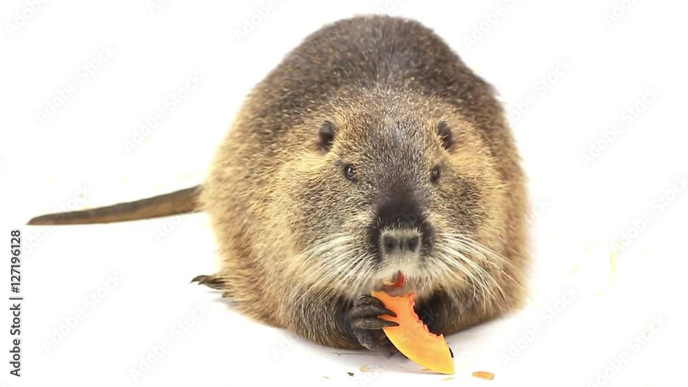 Coypu (Myocastor coypus) aka river rat or nutria mammal animal isolated ...