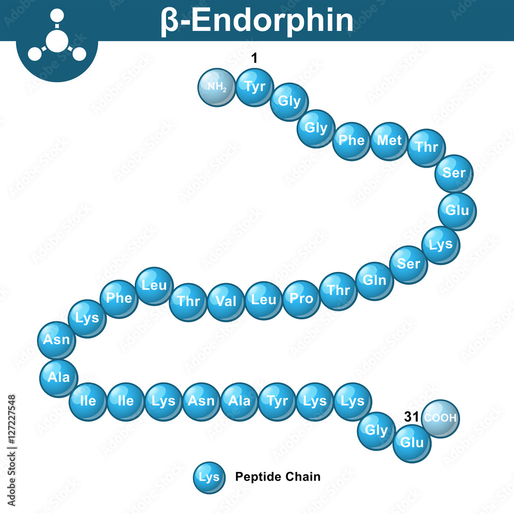 Beta endorphin molecular formula Stock Vector | Adobe Stock