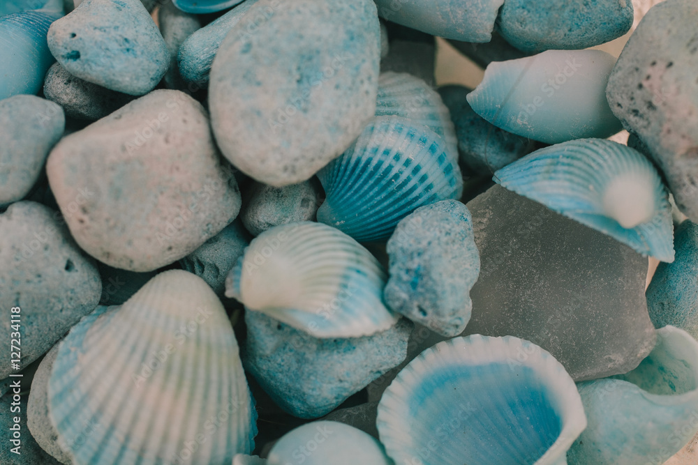 Fondo y textura de conchas. Textura de conchas marinas. Conchas azules ...