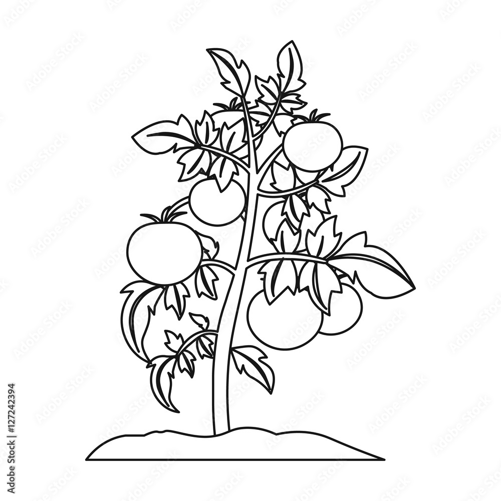 Tomato icon in outline style isolated on white background. Plant symbol ...