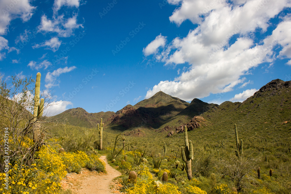 Arizona Landscape Stock Photo | Adobe Stock