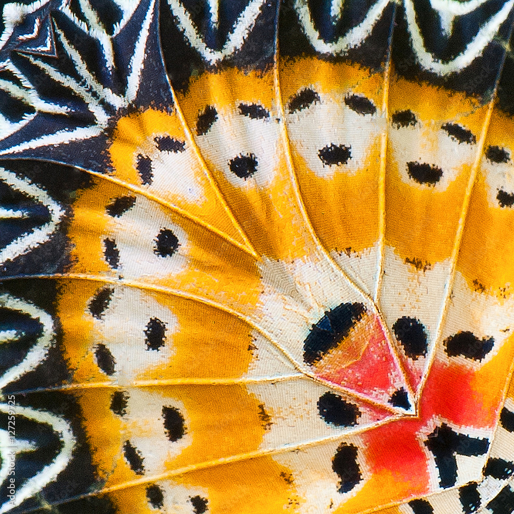 Butterfly Stock Photo | Adobe Stock