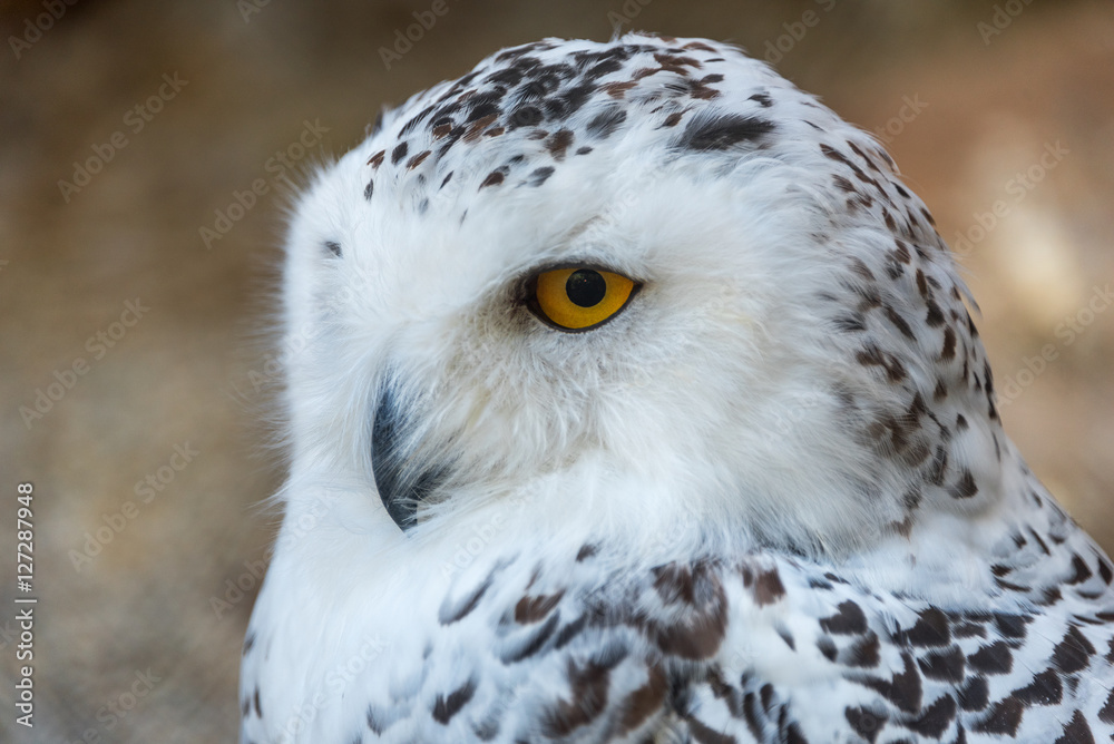Snowy owl head close-up Stock Photo | Adobe Stock