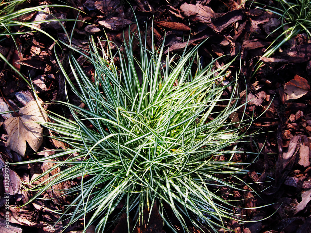 Carex ornithopoda 'Variegata' - Brid's foot sedge Stock Photo | Adobe Stock