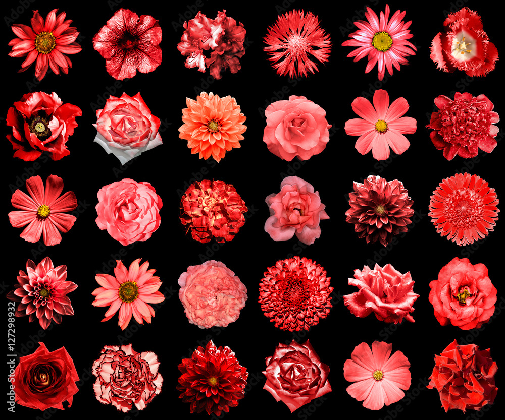 Mix collage of natural and surreal red flowers 30 in 1: peony, dahlia ...