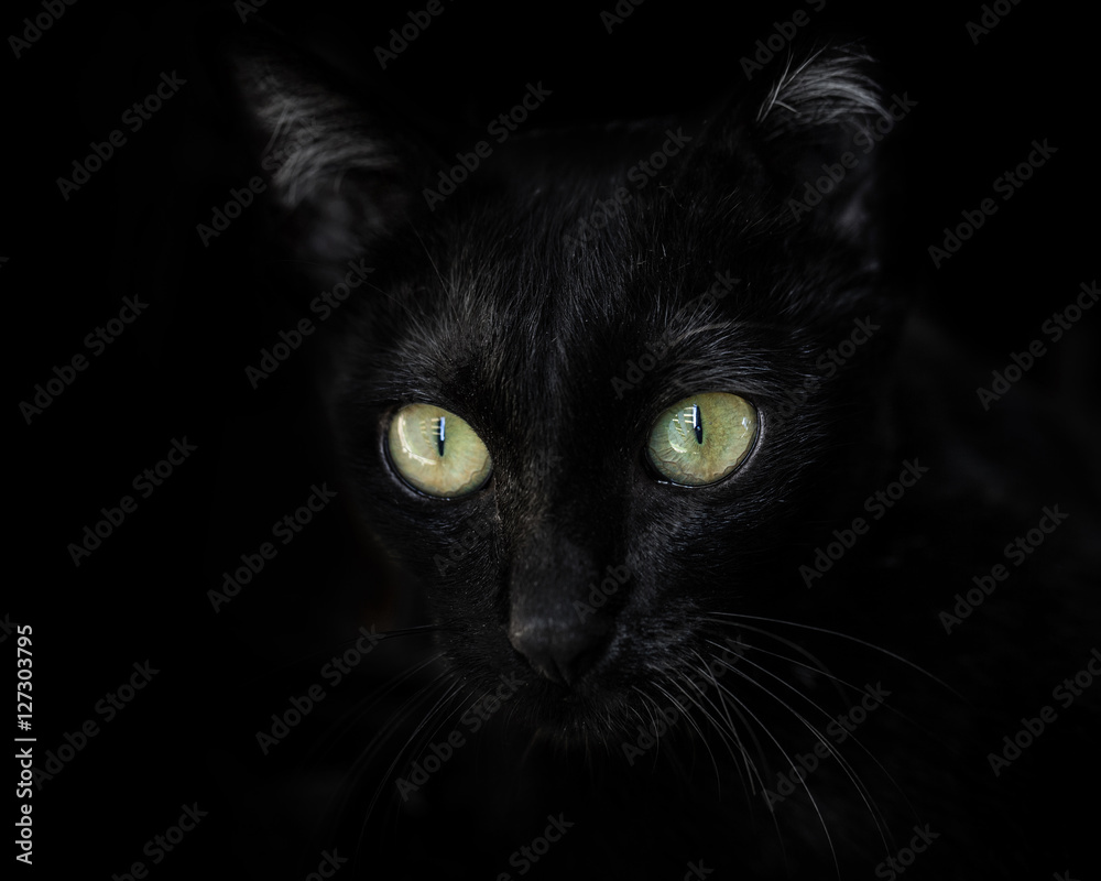 Close-up of a black cat Stock Photo | Adobe Stock