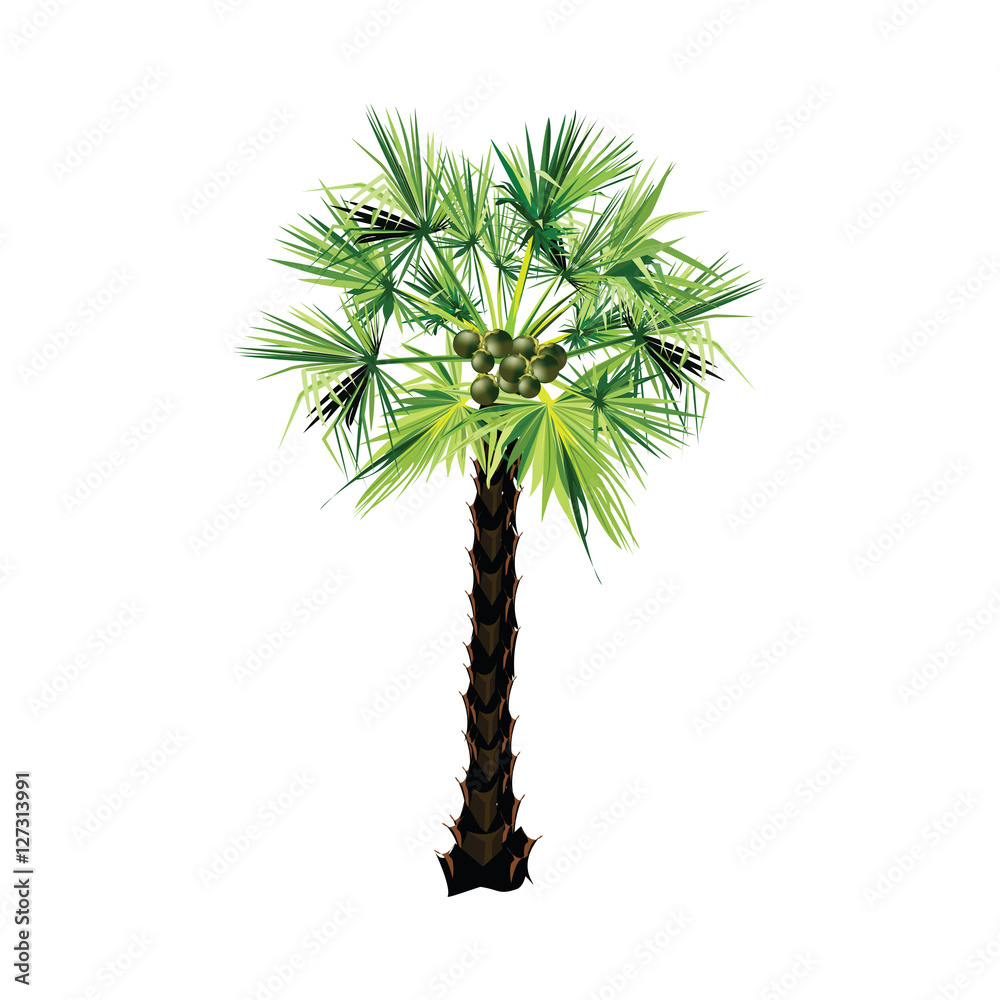 Sugar Palm Tree