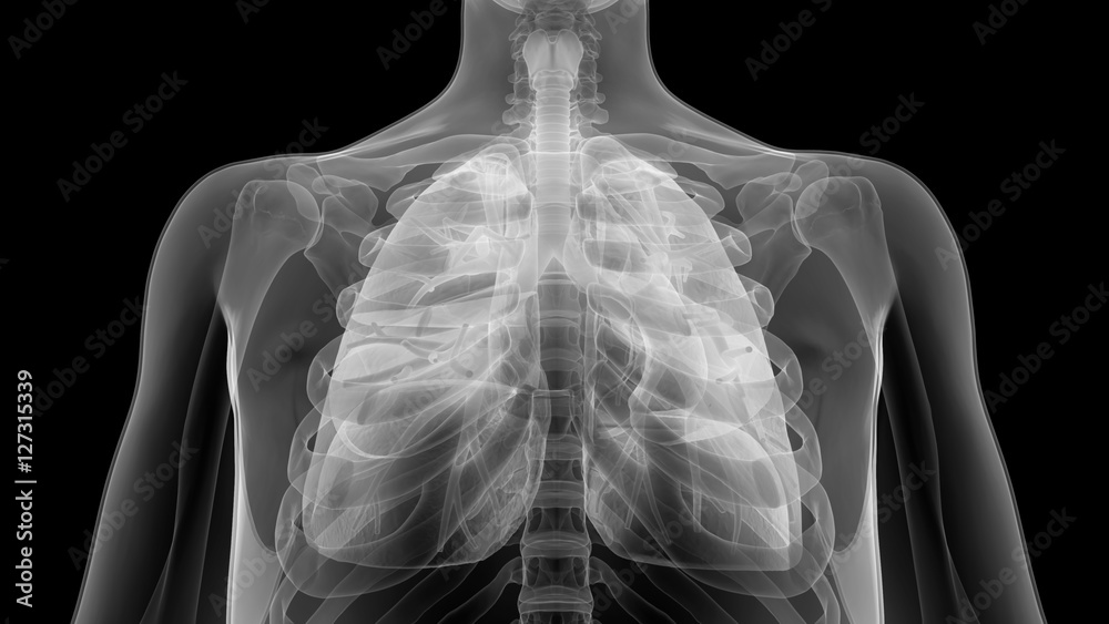 Human Body Organs (Lungs Anatomy) in x-ray scan Stock イラスト | Adobe Stock