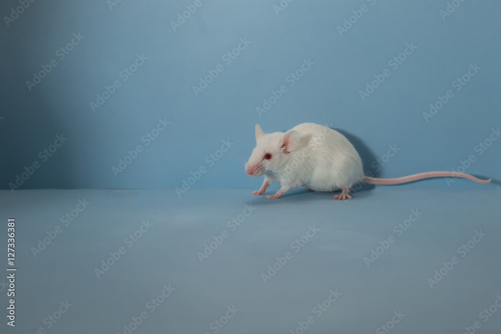 Cute amazed shy white mouse, blue background Stock Photo | Adobe Stock