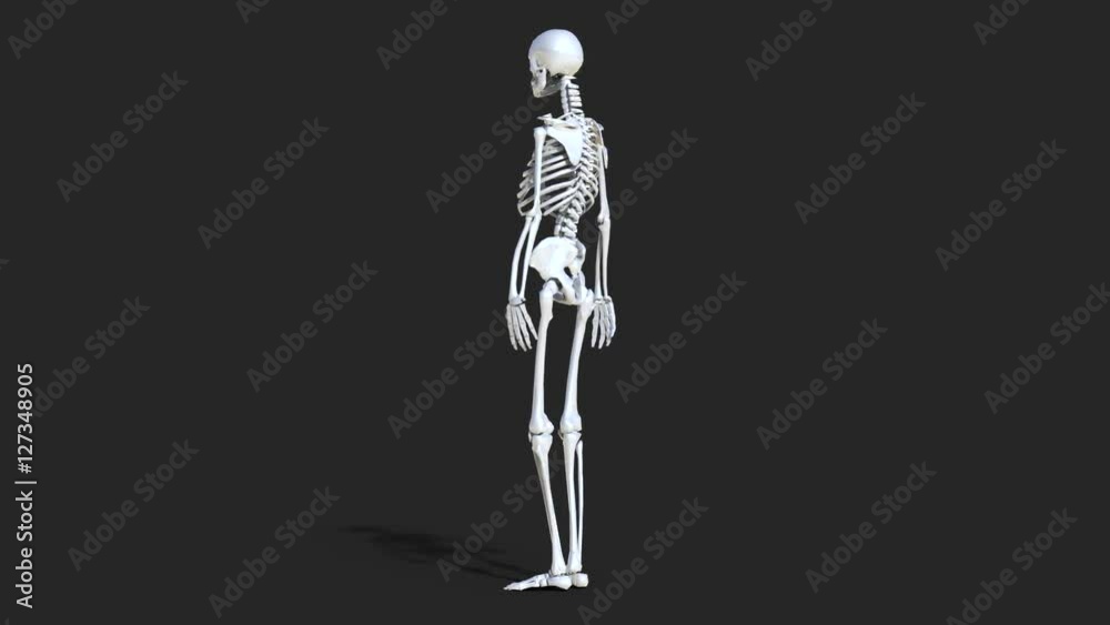 Plastic glossy layout of the human skeleton. Skeleton rotating on black ...