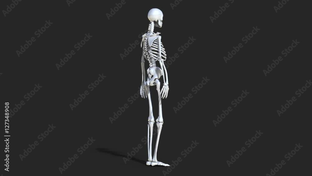 Vidéo Stock Plastic glossy layout of the human skeleton. Skeleton ...