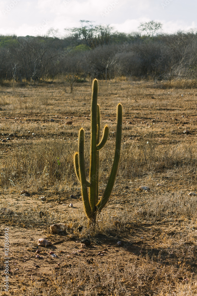 Foto de Pilosocereus pachycladus known as "facheiro" is a common cactus ...