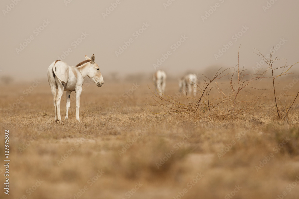 wild asses in the desert little rann of kutch, males fight, mating time ...