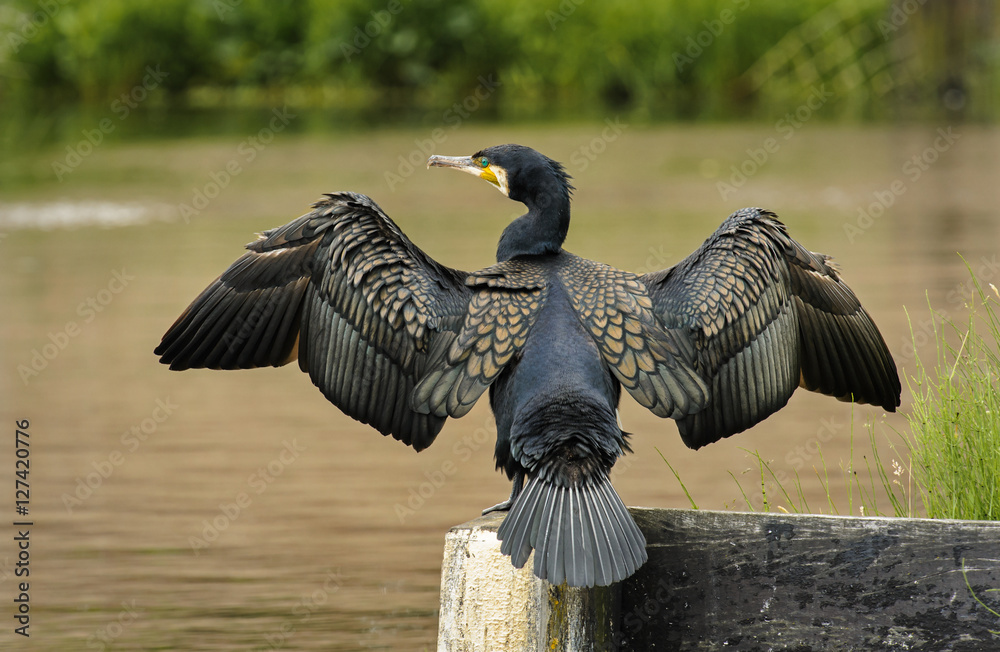 Adult Great Cormorant in breeding plumage drying its wings, The Stock ...