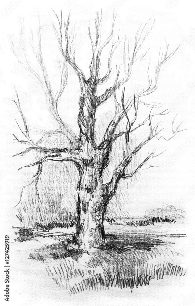Oak Tree Without Leaves Drawing