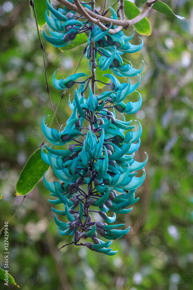 Turquoise colored Jade vine flower growing in the jungle on Oahu's ...