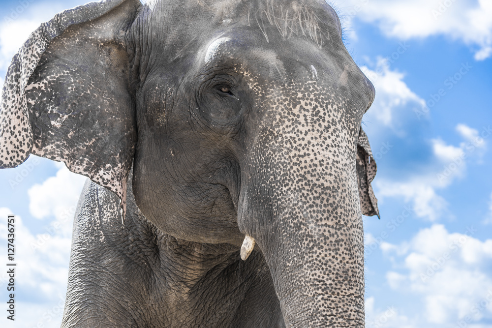 Indischer Elefant Stock Photo | Adobe Stock