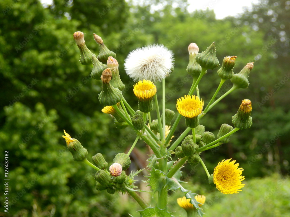 Plagát Sonchus asper (Prickly Sowthistle) showing all stages of ...