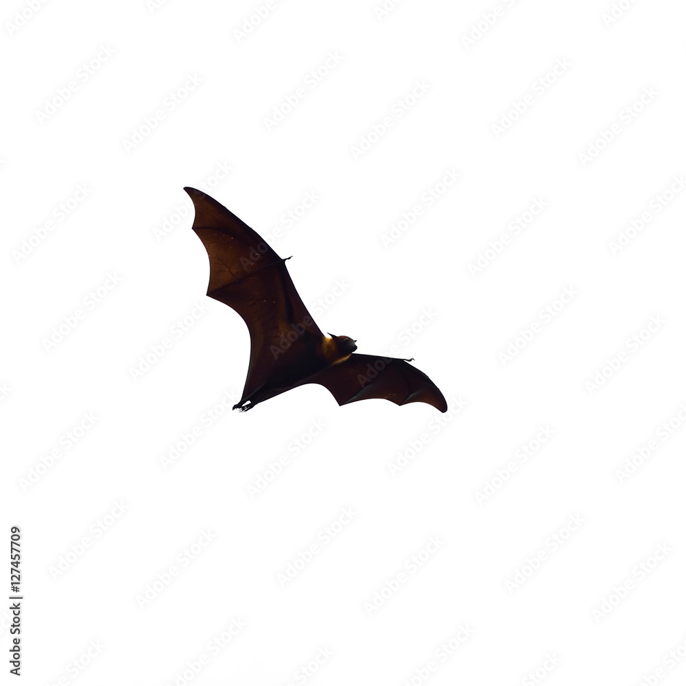 flying fox - huge bat isolated on white background Stock Photo | Adobe ...