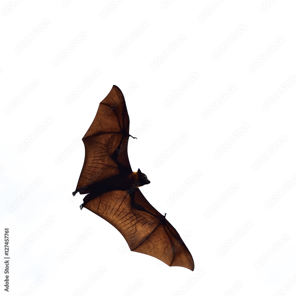 flying fox - huge bat isolated on white background Stock Photo | Adobe ...