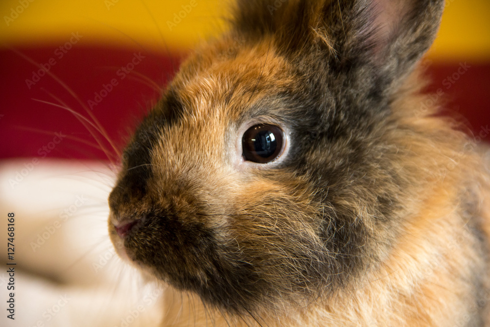 Cute brown Rabbit. Close-up bunny's eye Stock Photo | Adobe Stock