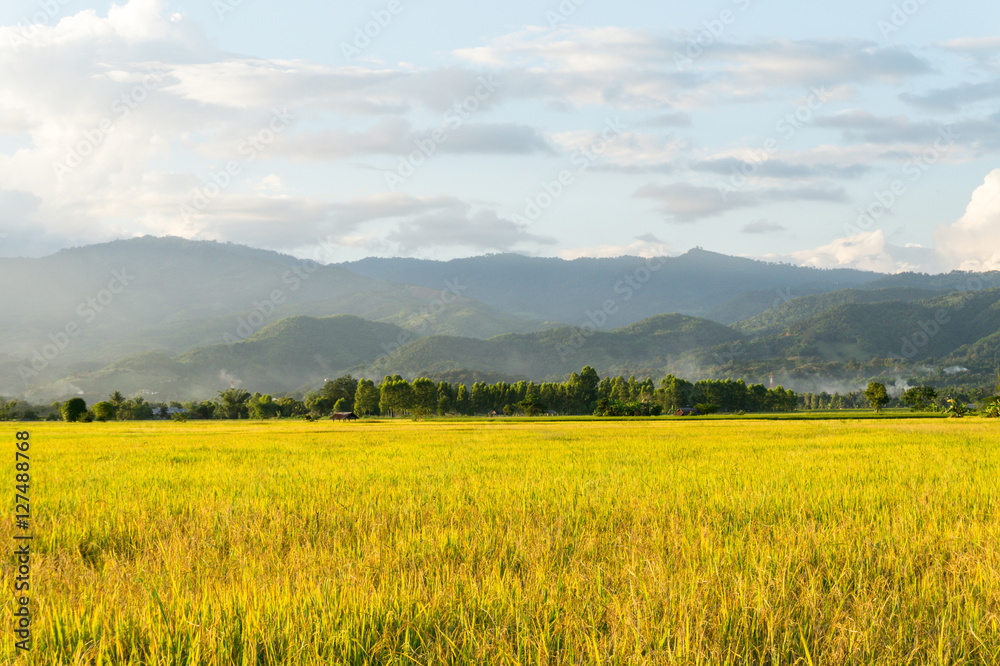 golden rice field with the blue sky, beautiful rice field with mountain ...