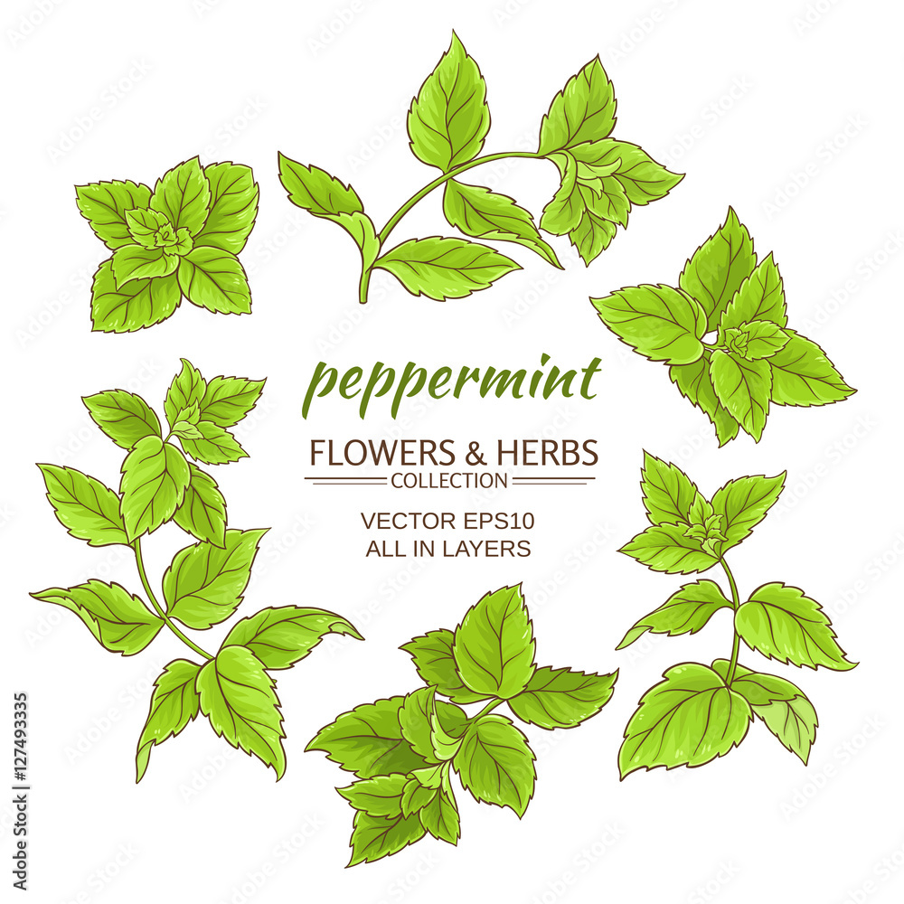 peppermint vector set Stock Vector | Adobe Stock
