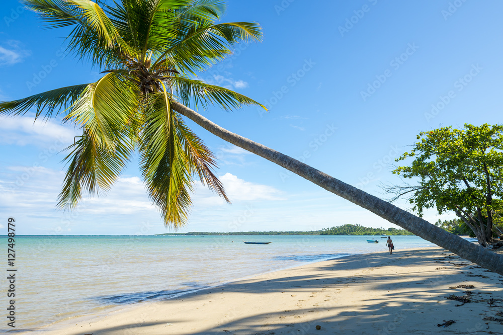 Tall slanted palm trees cast shadows on wide remote tropical Brazilian ...