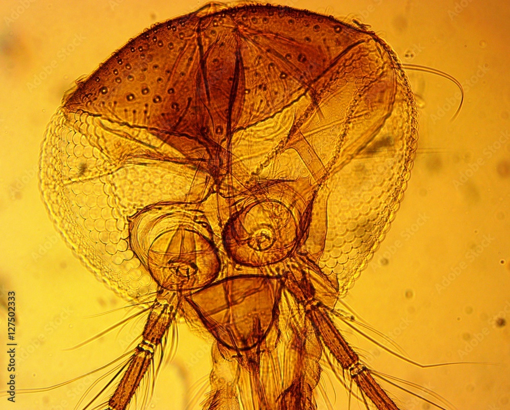Common house mosquito (Culex pipiens) female mouth apparatus ...
