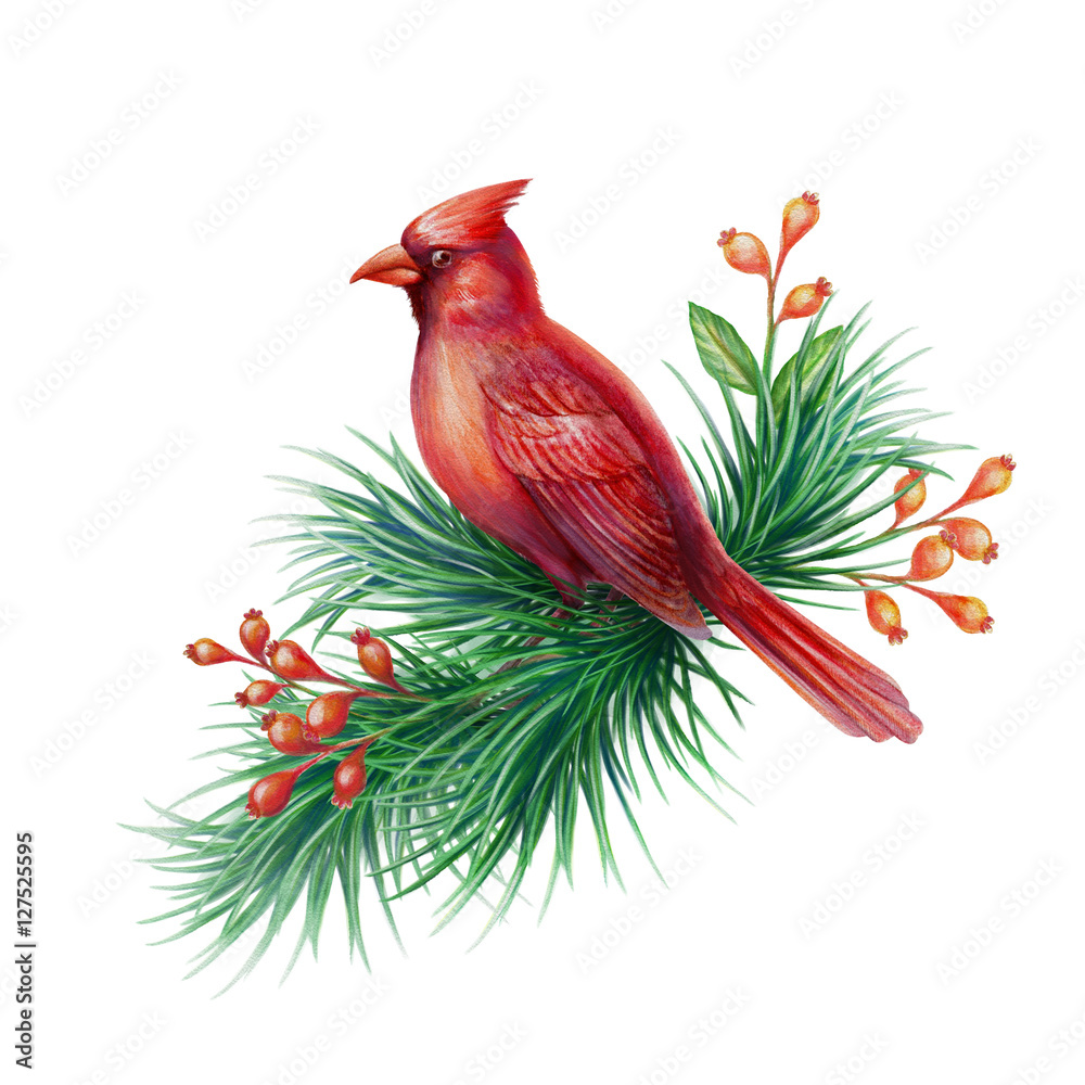 Cardinal On Pine Branch