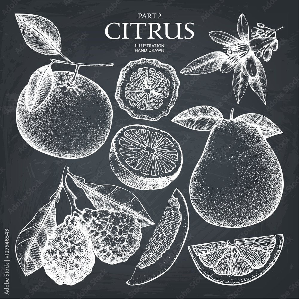 Vintage Ink hand drawn collection of citrus fruits sketch. Vector ...