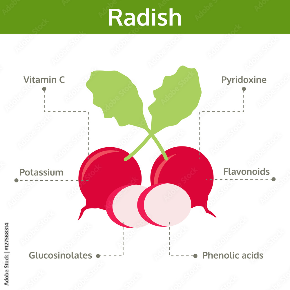 radish nutrient of facts and health benefits, info graphic vector de ...